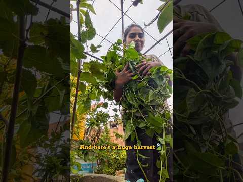 Huge Malabar Spinach/ Bachali harvest.🍃 #youtubeshorts #garden #gardening #youtube #harvest #spinach