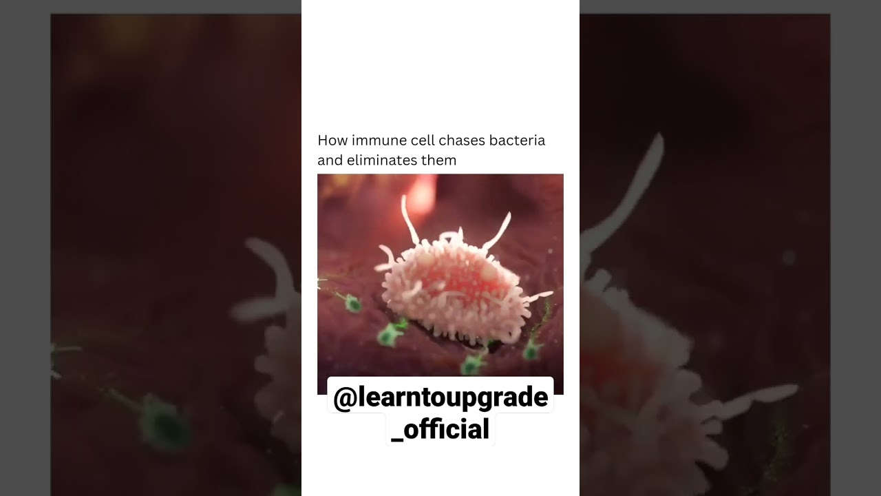 How Immune cell chases bacteria and eliminate