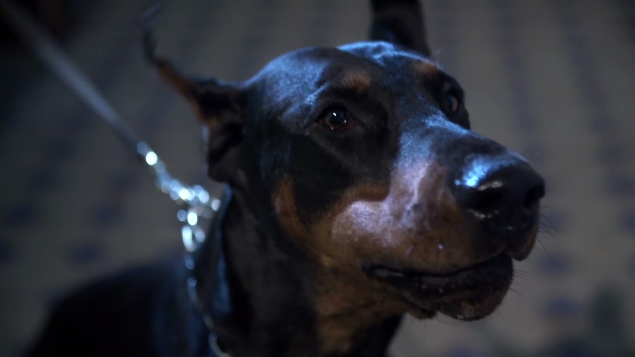 ROYALITY FREE DOG BARKING VIDEO | 4K VIDEO FREE DOWNLOAD