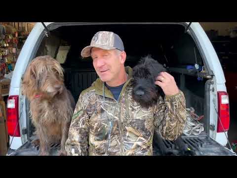 The Most Underrated Waterfowl Hunting Dogs