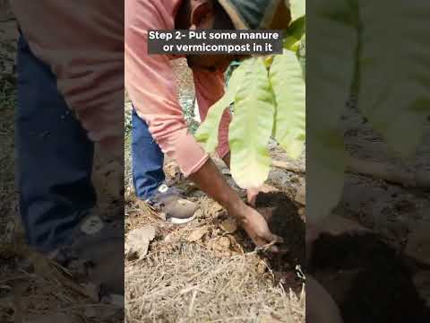 What is mulching and what are its benefits?