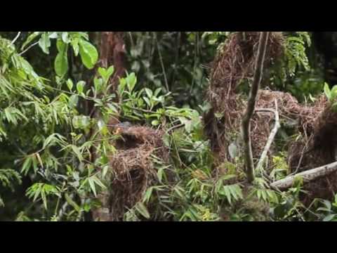 Yellow-rumped Cacique vs Black Caracara