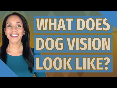 What does dog vision look like?