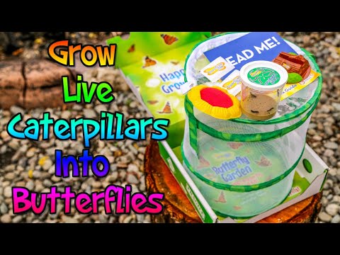 Insect Lore Butterfly Garden Kit With Cup Of Live Caterpillars - Grow Live Butterflies - Week 1
