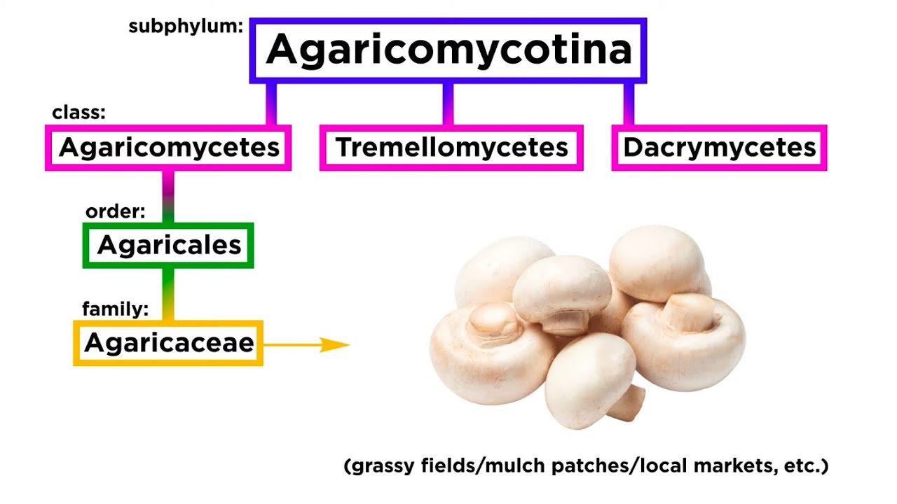 Agaricales Part 1: Agaricaceae