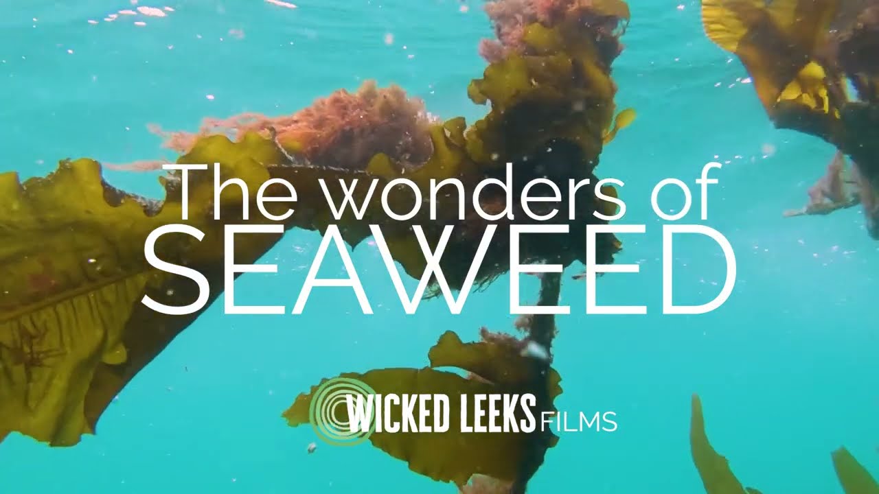 Wicked Leeks presents: The wonders of seaweed