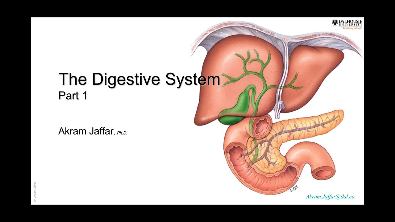 ANAT1010_28_Gastrointestinal (digestive) system 1 + Anki flashcards