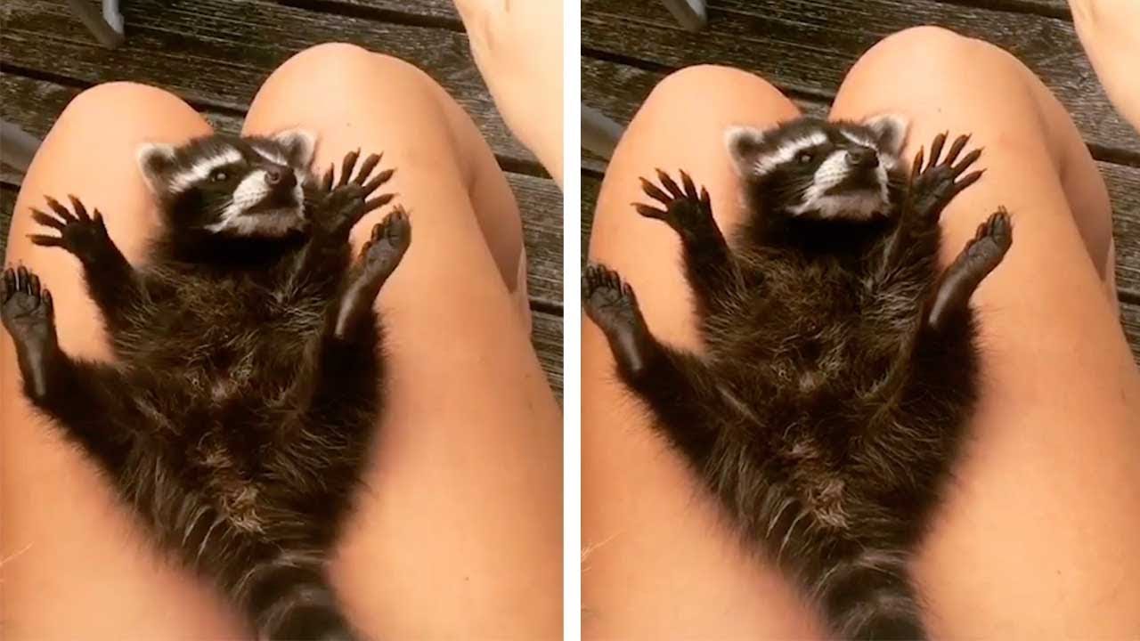 Cute Baby Raccoon Loves Cuddles