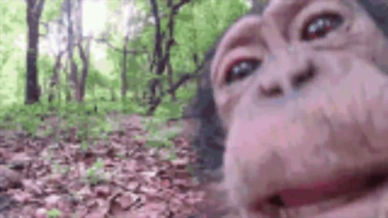 funny monkey gif