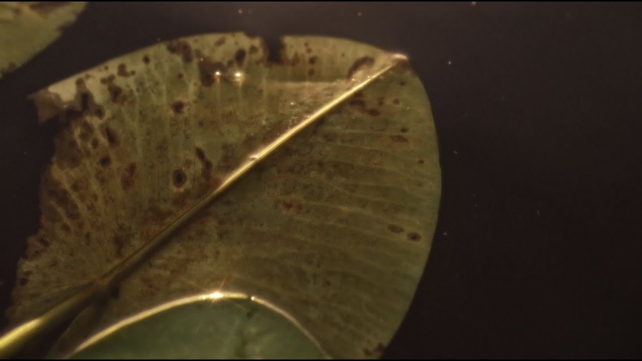 Henriette – Dear Shadow: Das neue Album | Country.de – Das Magazin für ...