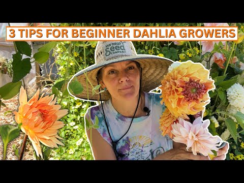 First Year Dahlia Growing Tips