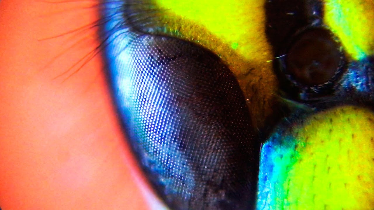 WASP Under The Microscope | Microscope Guy