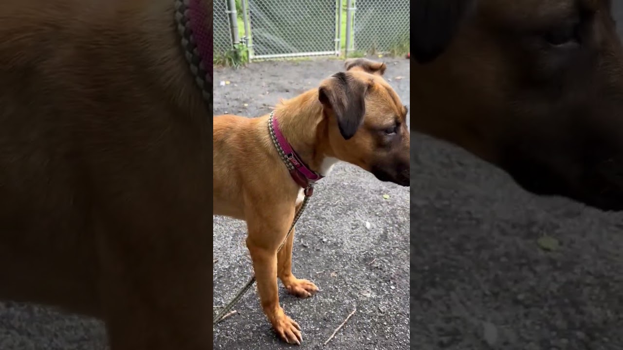Dahlia - A318354
