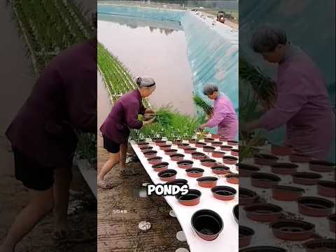 It's Amazing how the Chinese earn thousands farming rice and fish in the same pond now