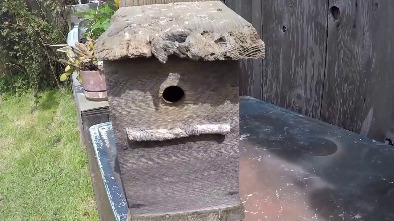 Chestnut Backed Chickadee Nesting Box Cleaning