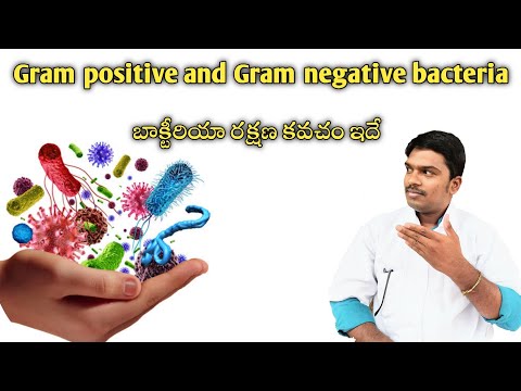 Gram positive and gram negative bacteria in telugu | types of bacteria | బ్యాక్టీరియా రకాలు