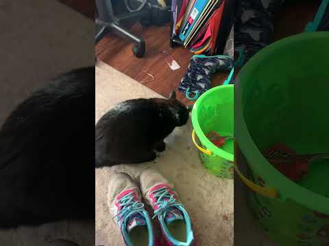 Candy Catburgler