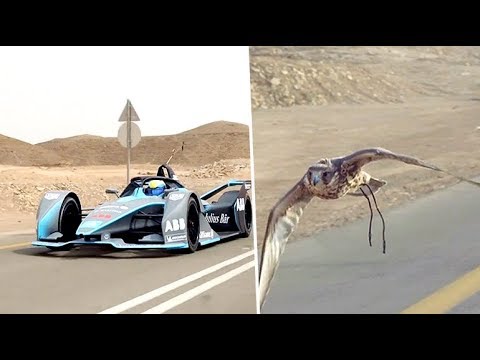 Is it a bird? Massa races falcon in Formula E car