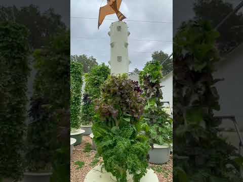 Harvesting 36 lettuces, chard, and kale in less than one square meter #VerticalFarming #Aeroponics