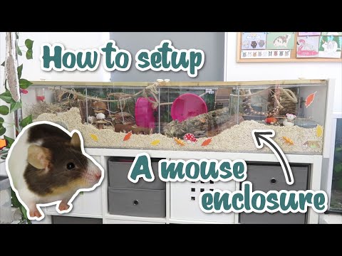 Mouse Care Advice | Tiny Paws MCR