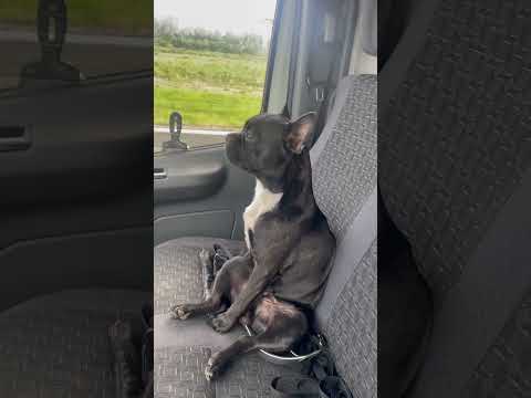 https://instagram.com/menni.franchbulli?igshid=YmMyMTA2M2Y=β€οΈβ€οΈβ€οΈ #dog #cute #love #frenchbulldog