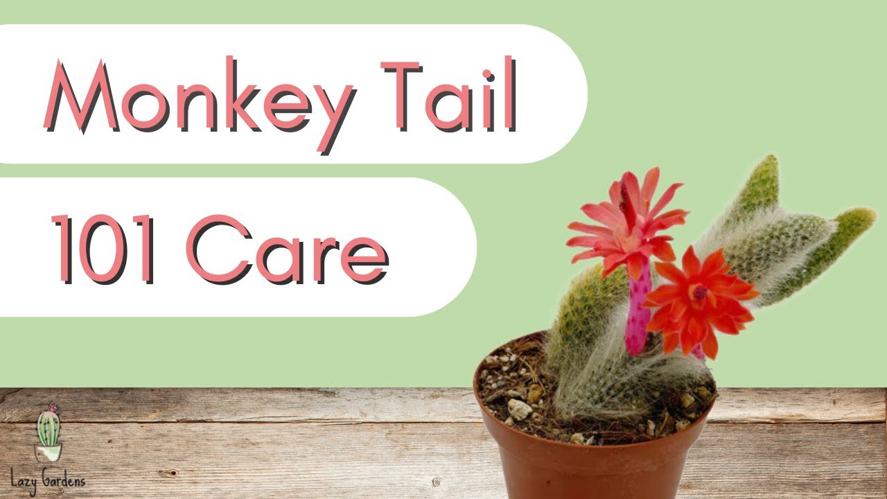 How to Care for Monkey Tail Cactus | Cleistocactus colademononis 101