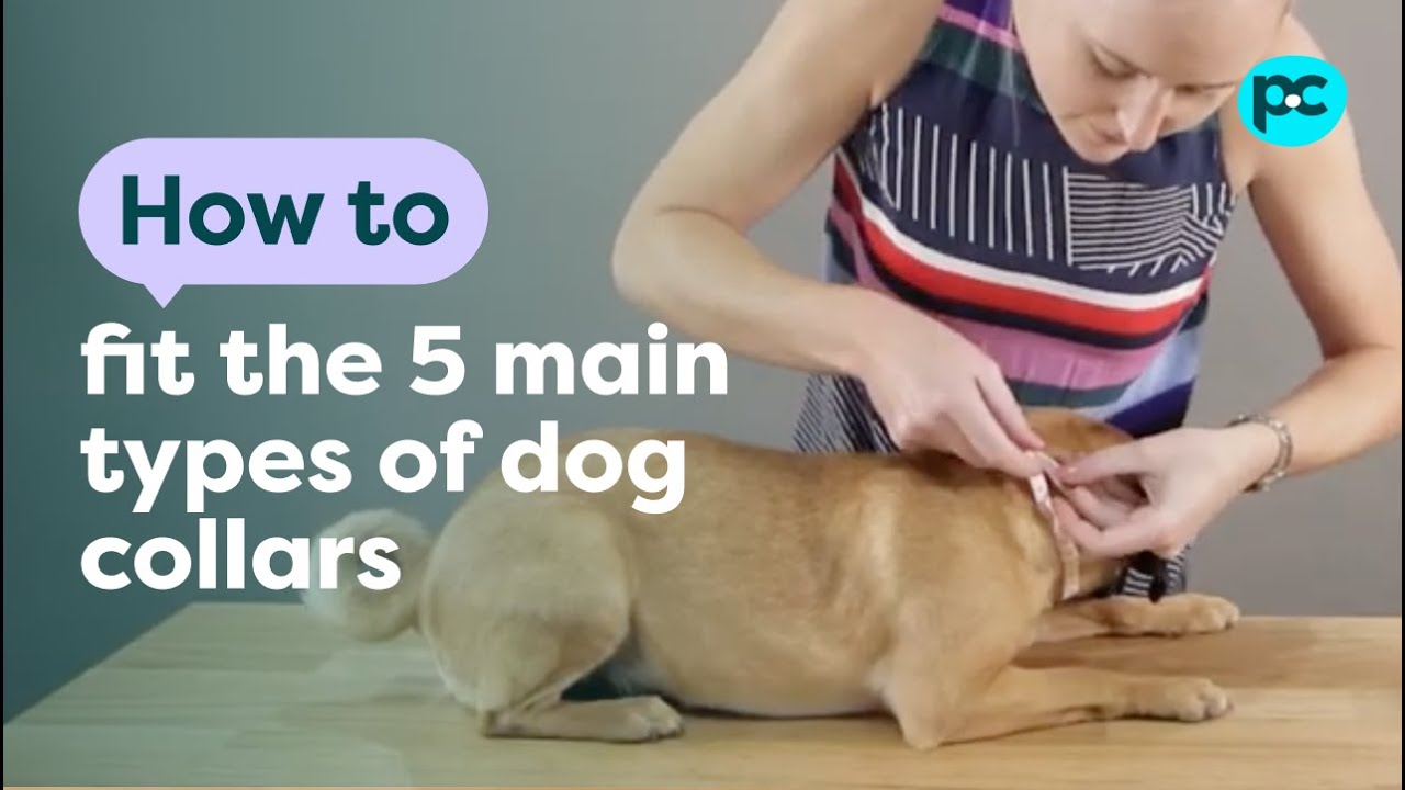How to fit the 5 main types of #dog collars | PET CIRCLE