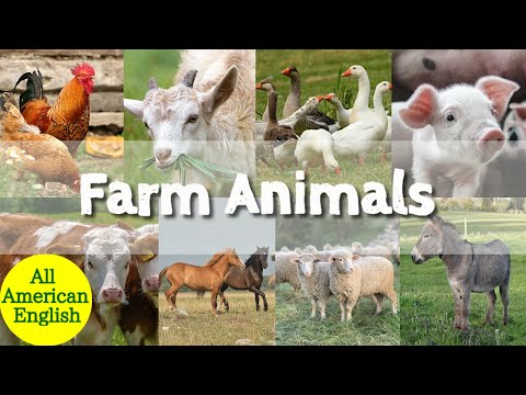 Farm Animals | Learn English Words for Farm Animals | English Vocabulary | All American English
