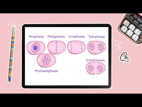 EVERYTHING you need to know about MITOSIS