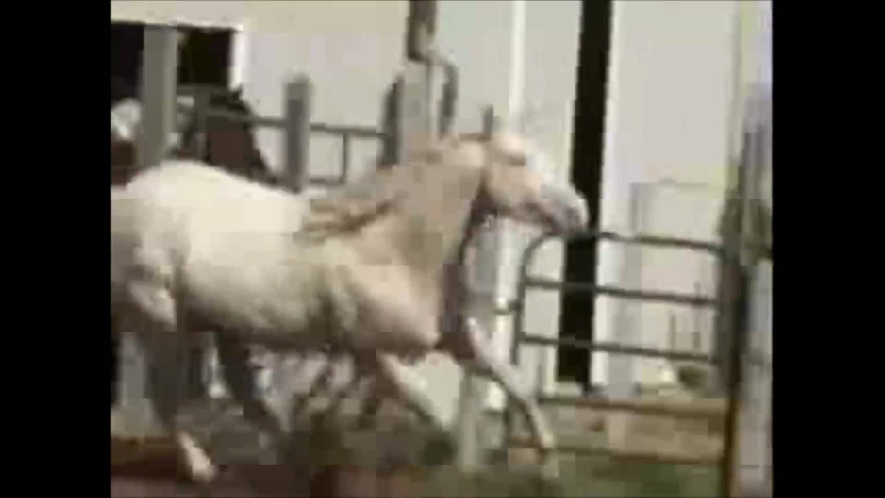 Horse - Flicka end title