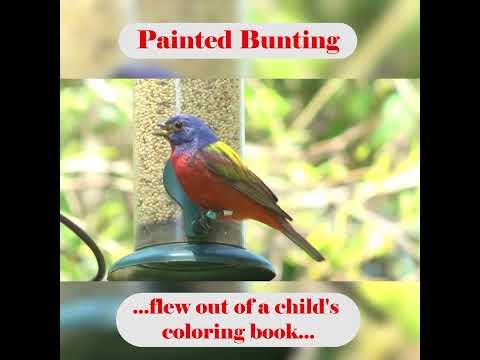 ❤️ Painted Bunting ❤️.  Some people call it “the most beautiful bird in the USA”. #paintedbunting