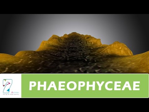 Algae: Phaeophyceae and Rhodophyceae Video Lecture - Biology Class 11 ...