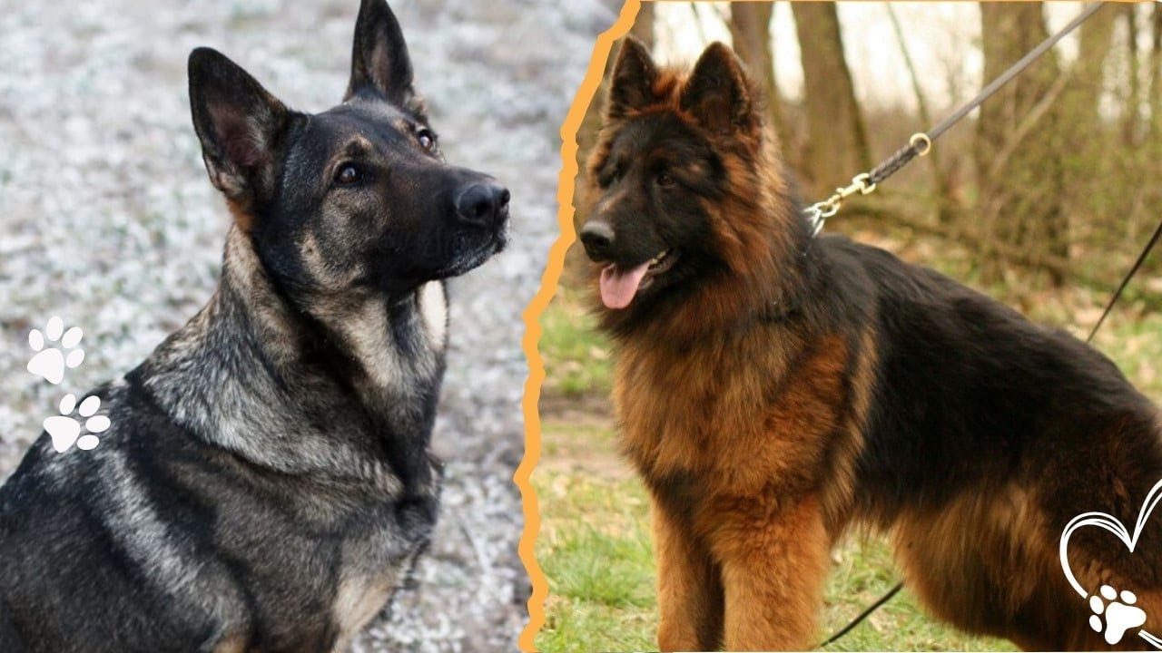 Long Coat vs Short Coat German Shepherds — Which Is Better for You