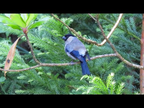Azores Bullfinch 🐦🎥