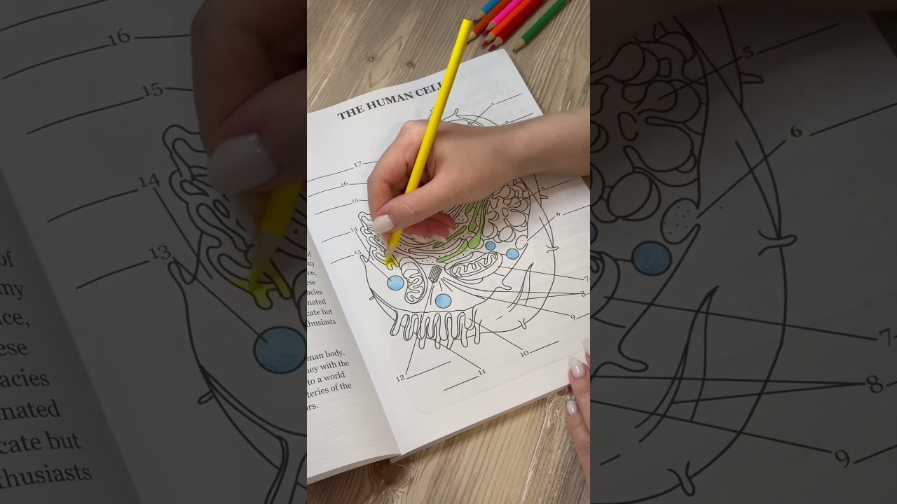 Unveil the secrets of the human body like never before with our Human Anatomy Coloring Book! ✨
