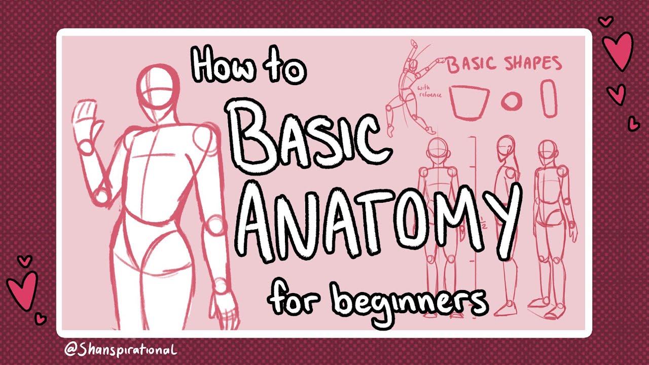 How to Draw Basic Anatomy