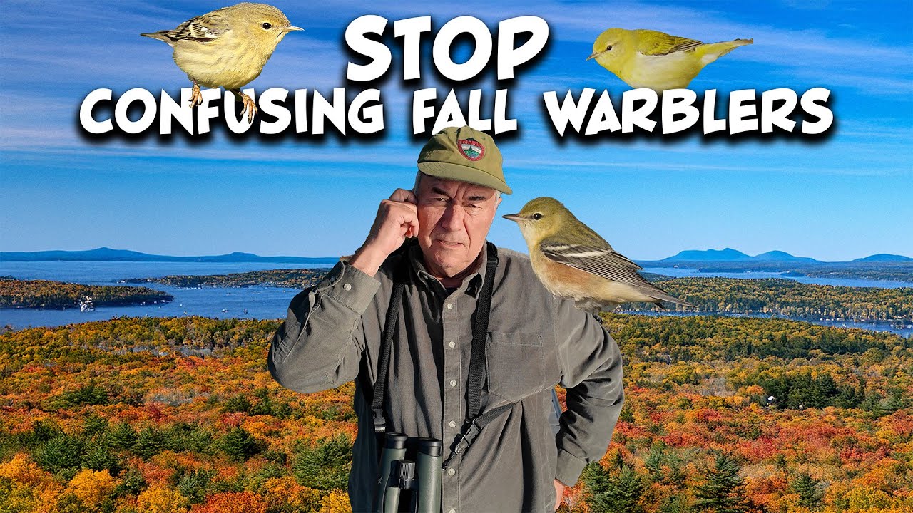 STOP Confusing Fall Warblers