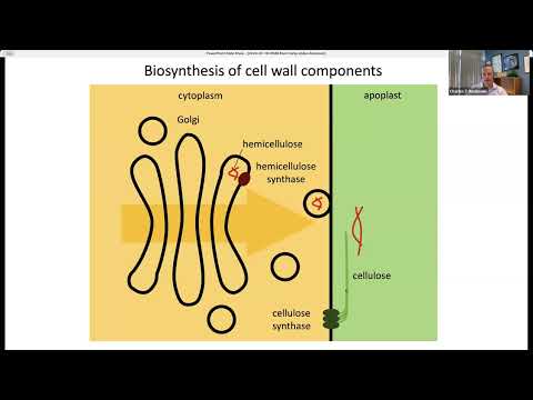 Mechanobiology Boot Camp 2024: Charlie Anderson, Plant Cell Wall
