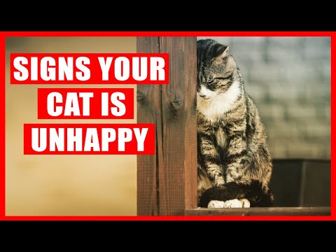 15 Signs Your Cat is Unhappy (NEVER IGNORE)
