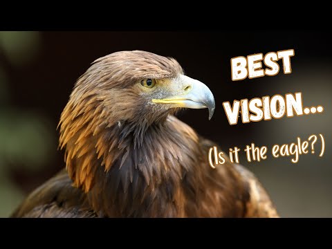Which birds have the best eyesight?