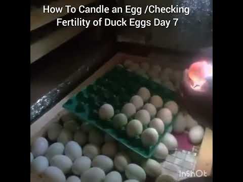 How To Candle an Egg/Checking Fertility of Duck Eggs🦆 Day 7 for Balut Making