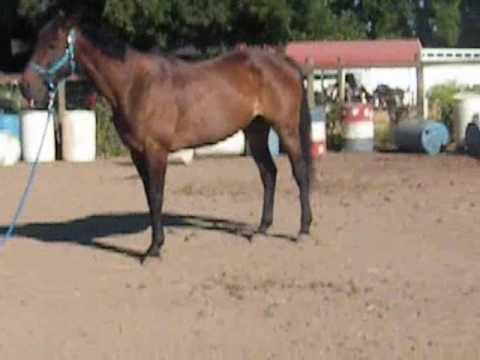 The Yoyo Game - Balou and Sedona
