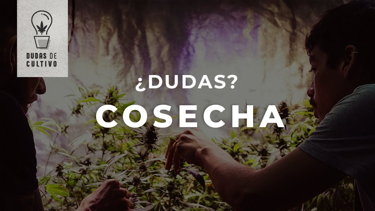 CÓMO CULTIVAR #MARIHUANA: COSECHA