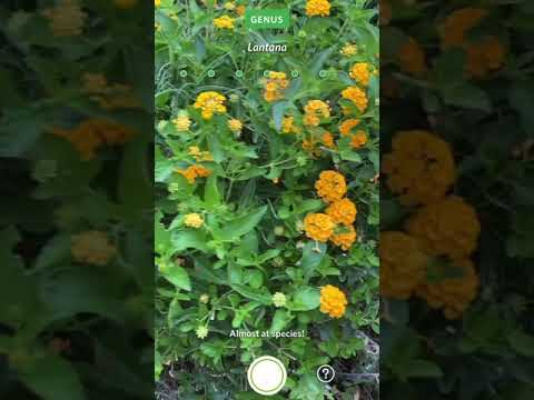 Identify and Learn Latin Names of Plants with my Favorite app (Seek) (not sponsored)