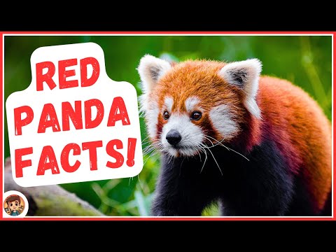 Furry RED PANDA Facts Every Kid and Animal Lover Should Know | Educational Videos for Kids
