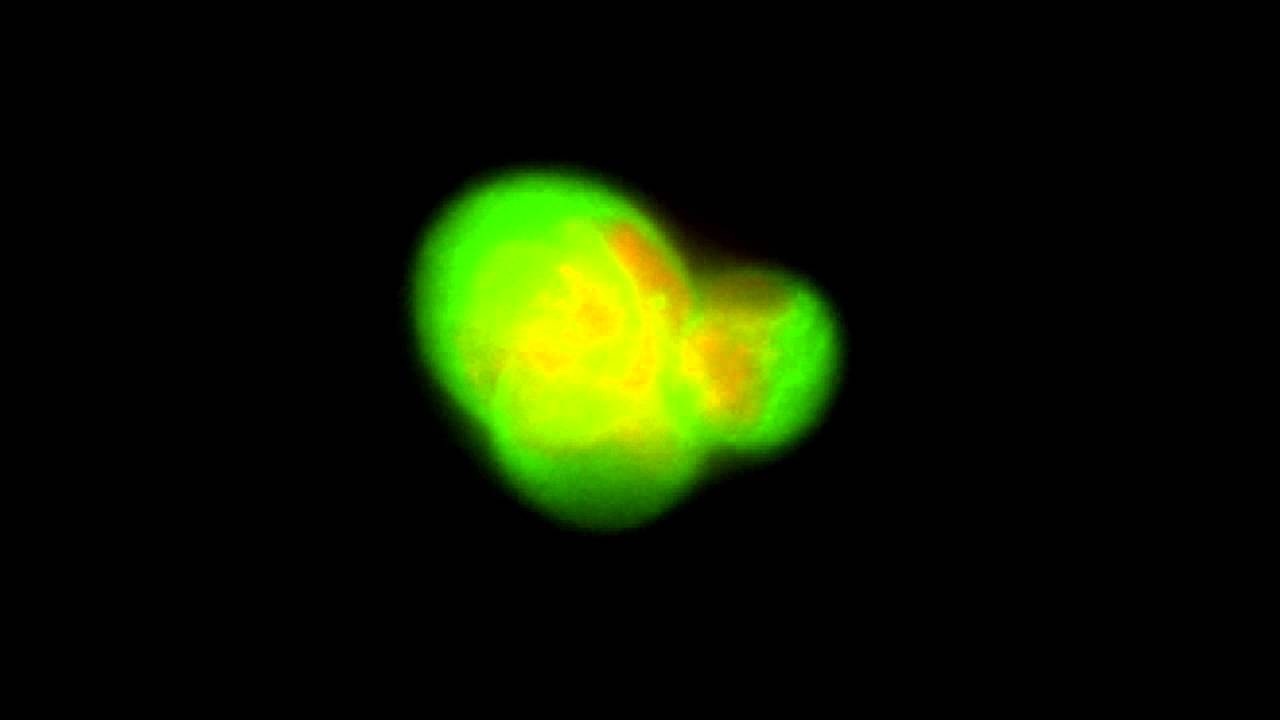 How Taxol kills cancer cells | Science News