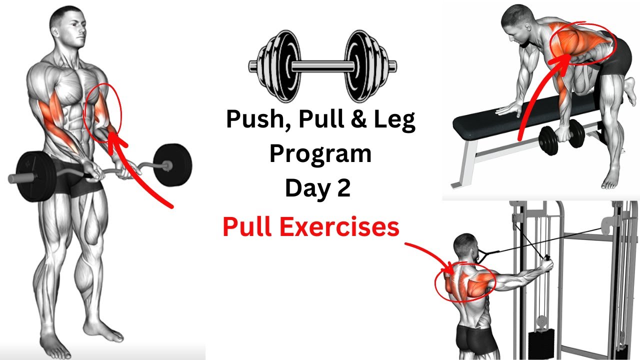 Pull Exercises - Day 2/6 - Push, Pull & Leg Technique Program (6 Days Program)