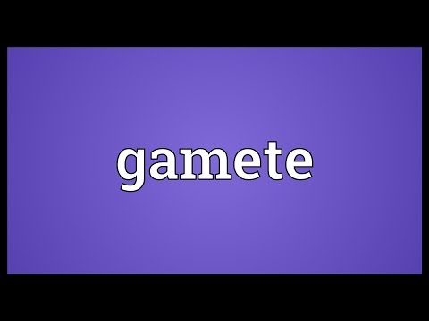 Gamete Meaning
