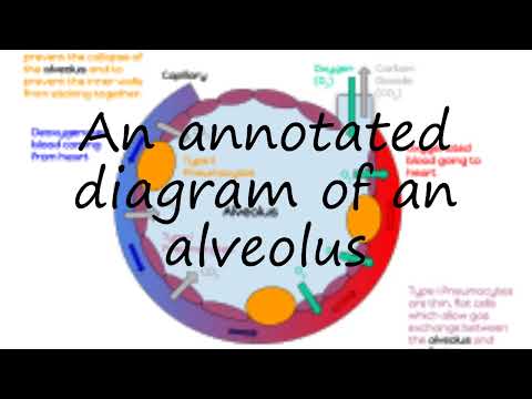 How to pronounce An annotated diagram of an alveolus in English?