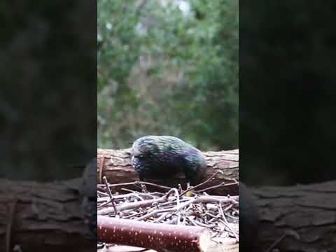 Starling Bird Feeding💚#short #pets